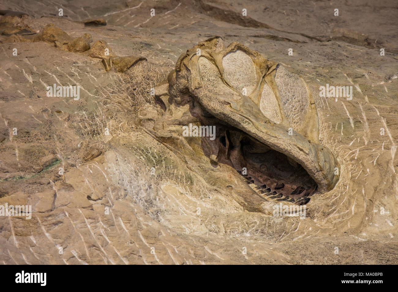 Fossiler steinbruch der dinosaurier -Fotos und -Bildmaterial in hoher ...