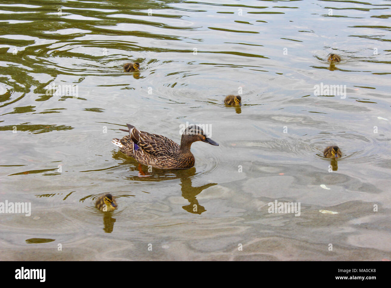 Baby enten schwimmen -Fotos und -Bildmaterial in hoher Auflösung – Alamy