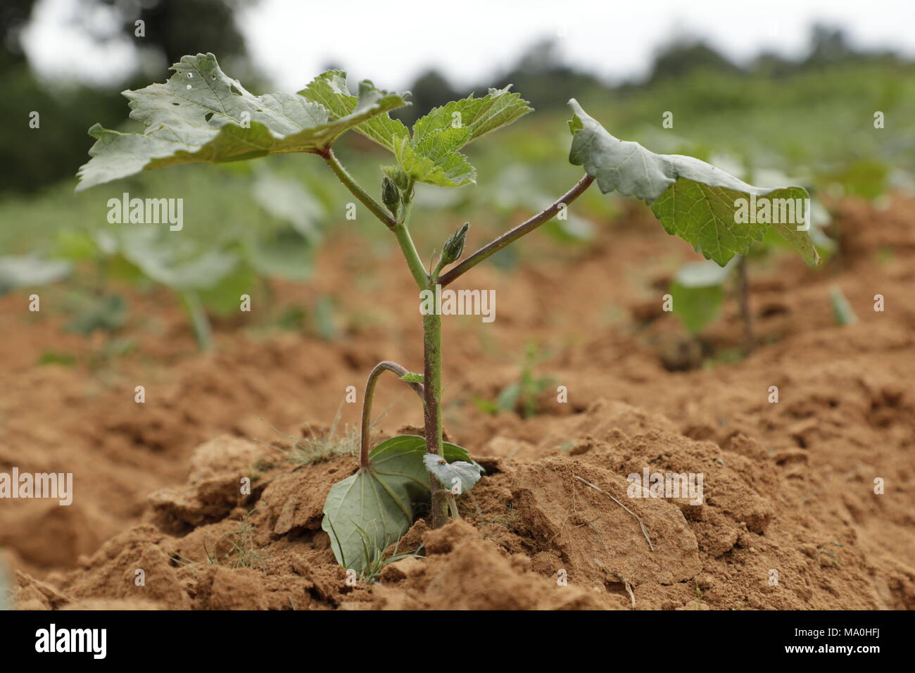 Finger pflanze -Fotos und -Bildmaterial in hoher Auflösung – Alamy
