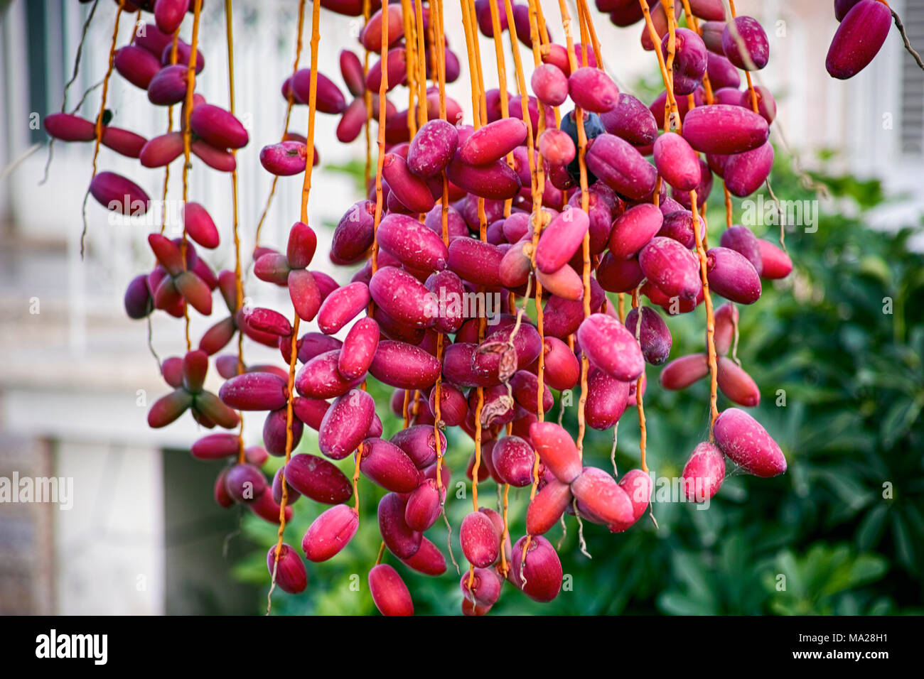 Rote Datteln Mit Baum Stockfotos und -bilder Kaufen - Alamy