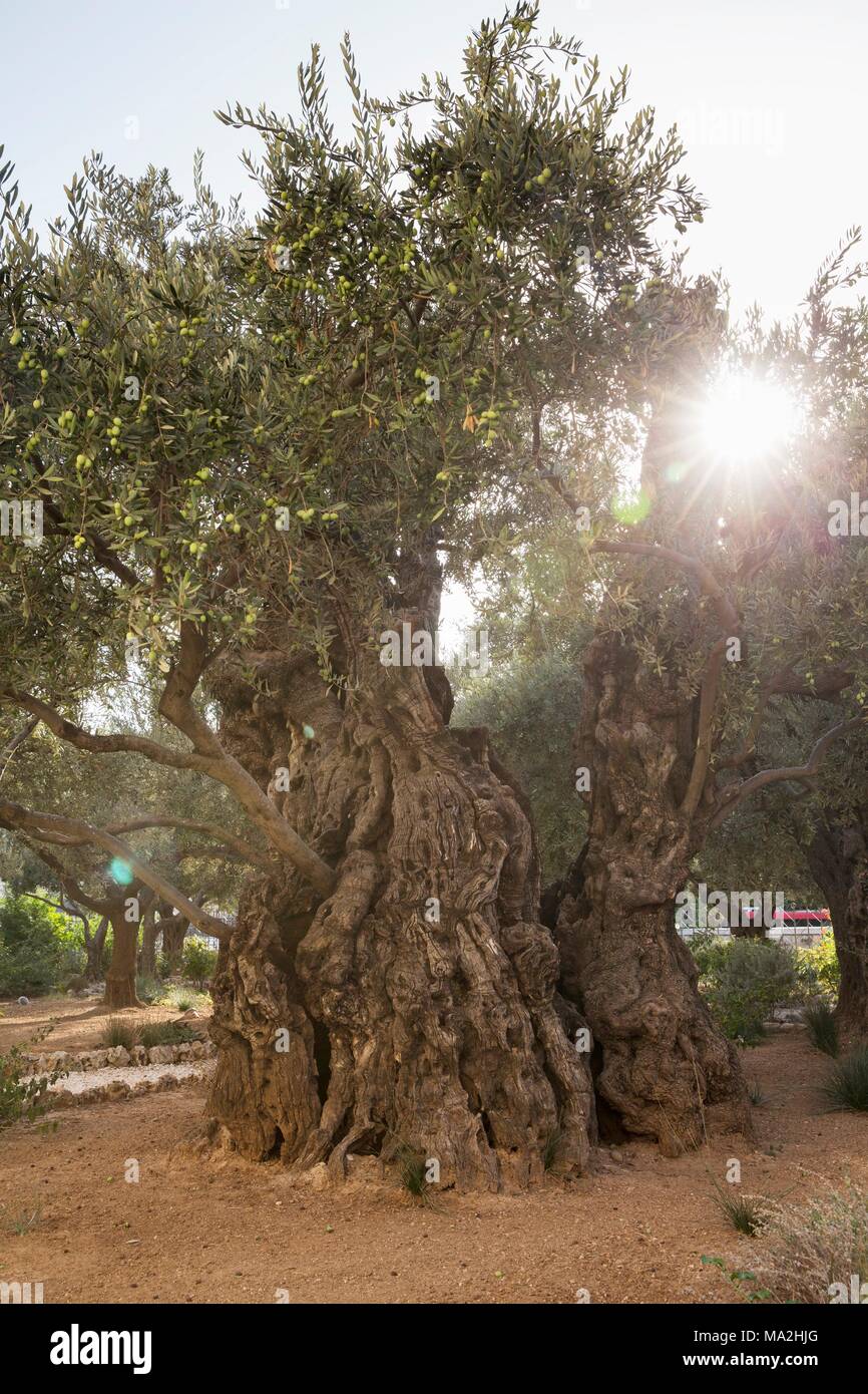 Heiliger olivenbaum -Fotos und -Bildmaterial in hoher Auflösung – Alamy