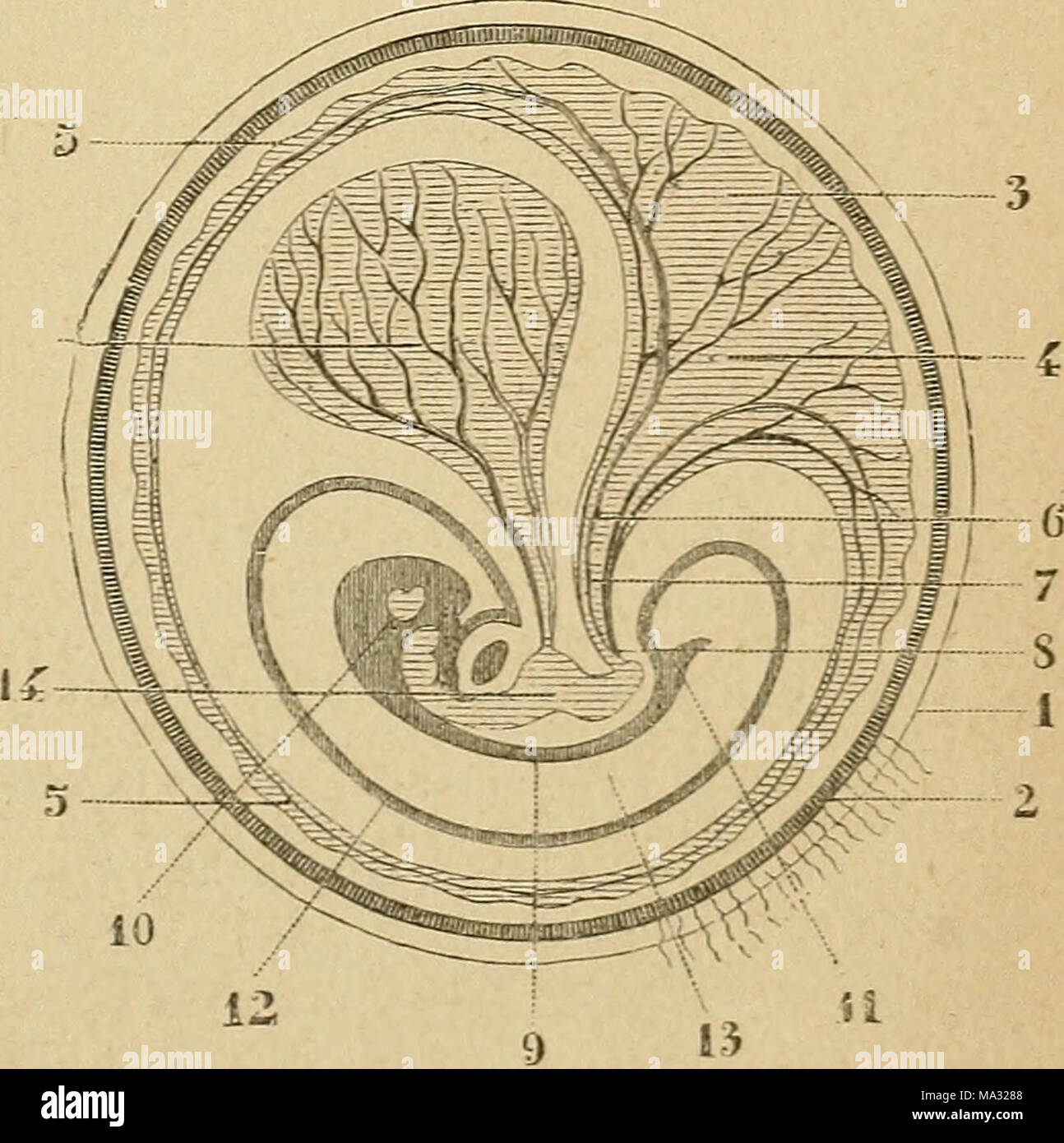 . Worte © Anforderungen d'anatomie Physiologie et de gÃ©nitale et obstÃ ...