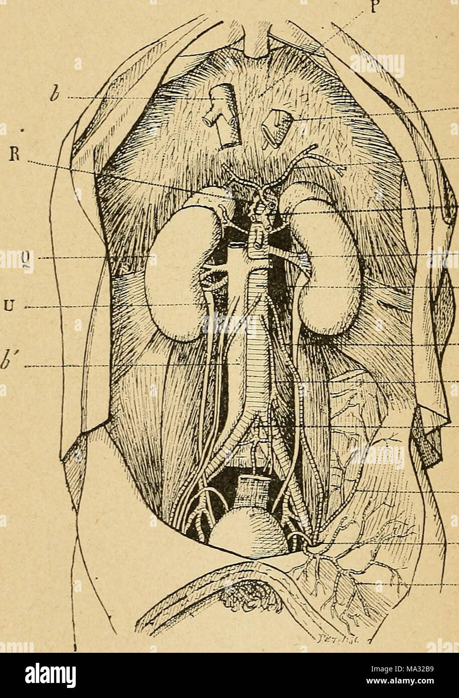 . Worte © Anforderungen d'anatomie Physiologie et de gÃ©nitale et obstÃ ...