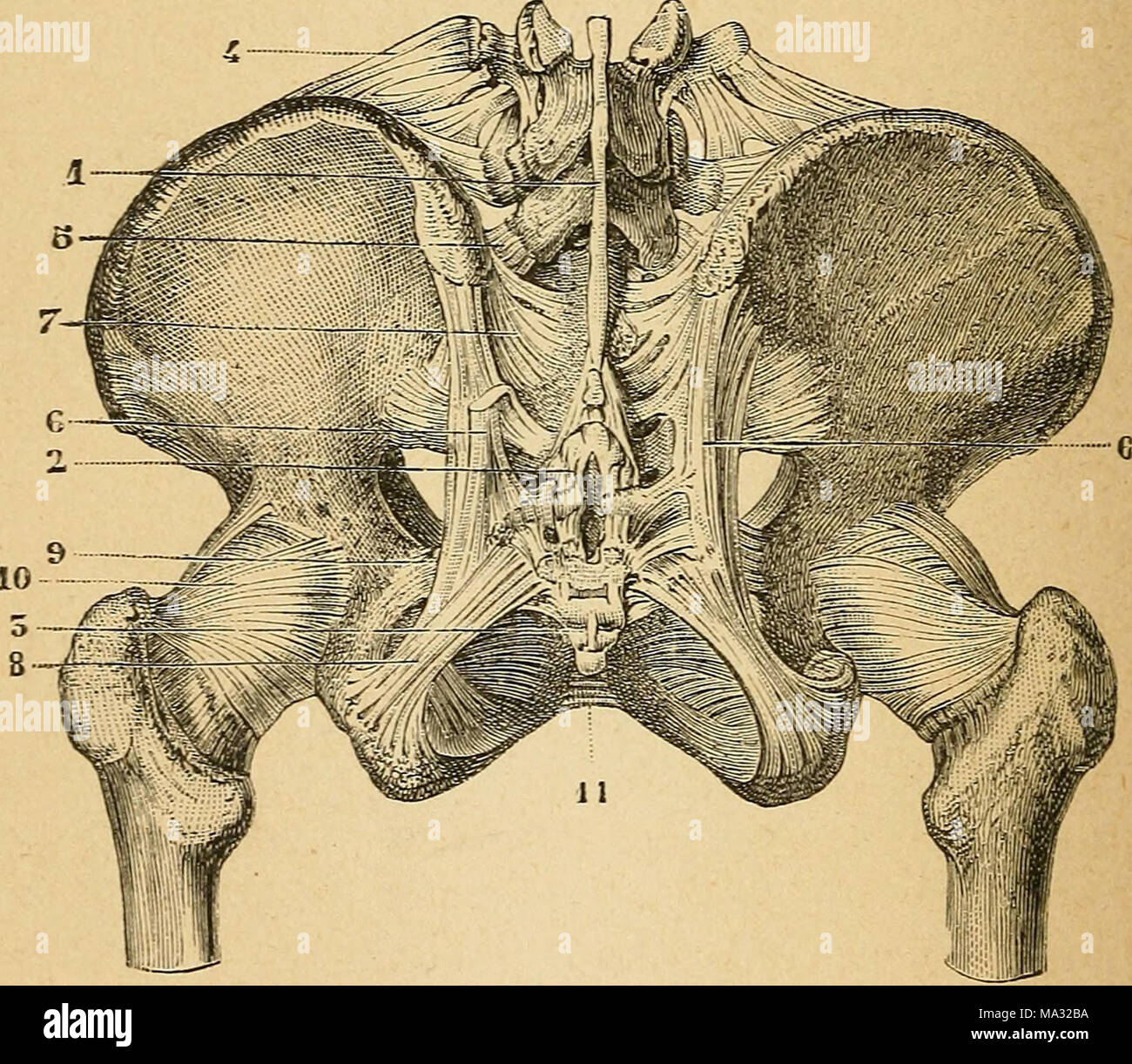 . Worte © Anforderungen d'anatomie Physiologie et de gÃ©nitale et obstÃ ...