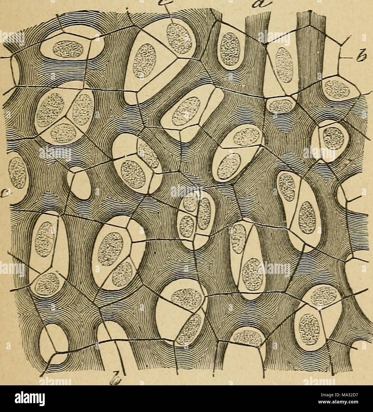 . Worte © Anforderungen d'anatomie Physiologie et de gÃ©nitale et obstÃ ...