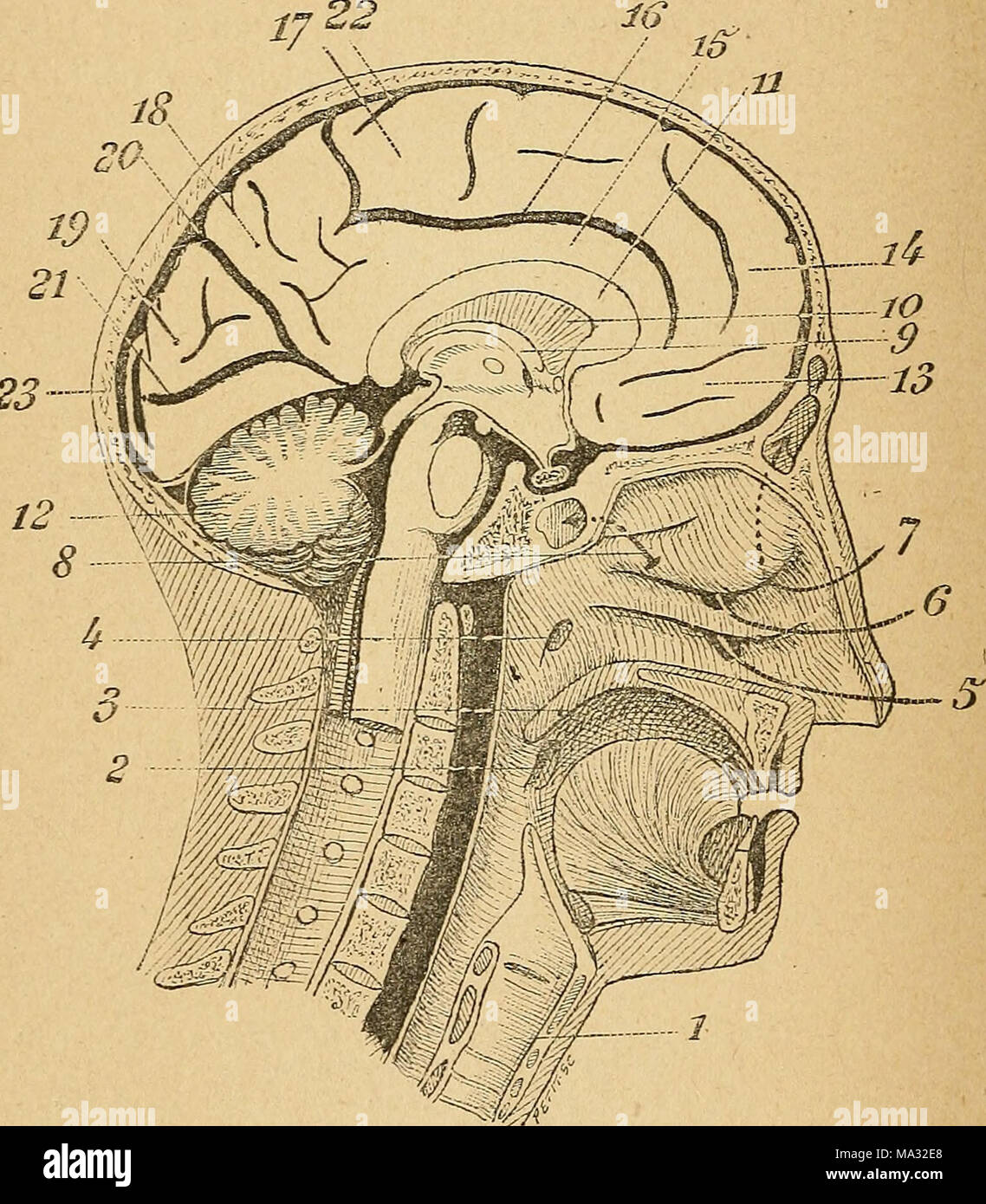 . Worte © Anforderungen d'anatomie Physiologie et de gÃ©nitale et obstÃ ...