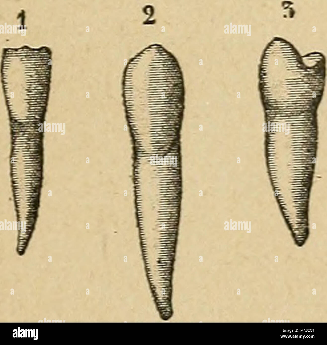 . Worte © Anforderungen d'anatomie Physiologie et de gÃ©nitale et obstÃ ...