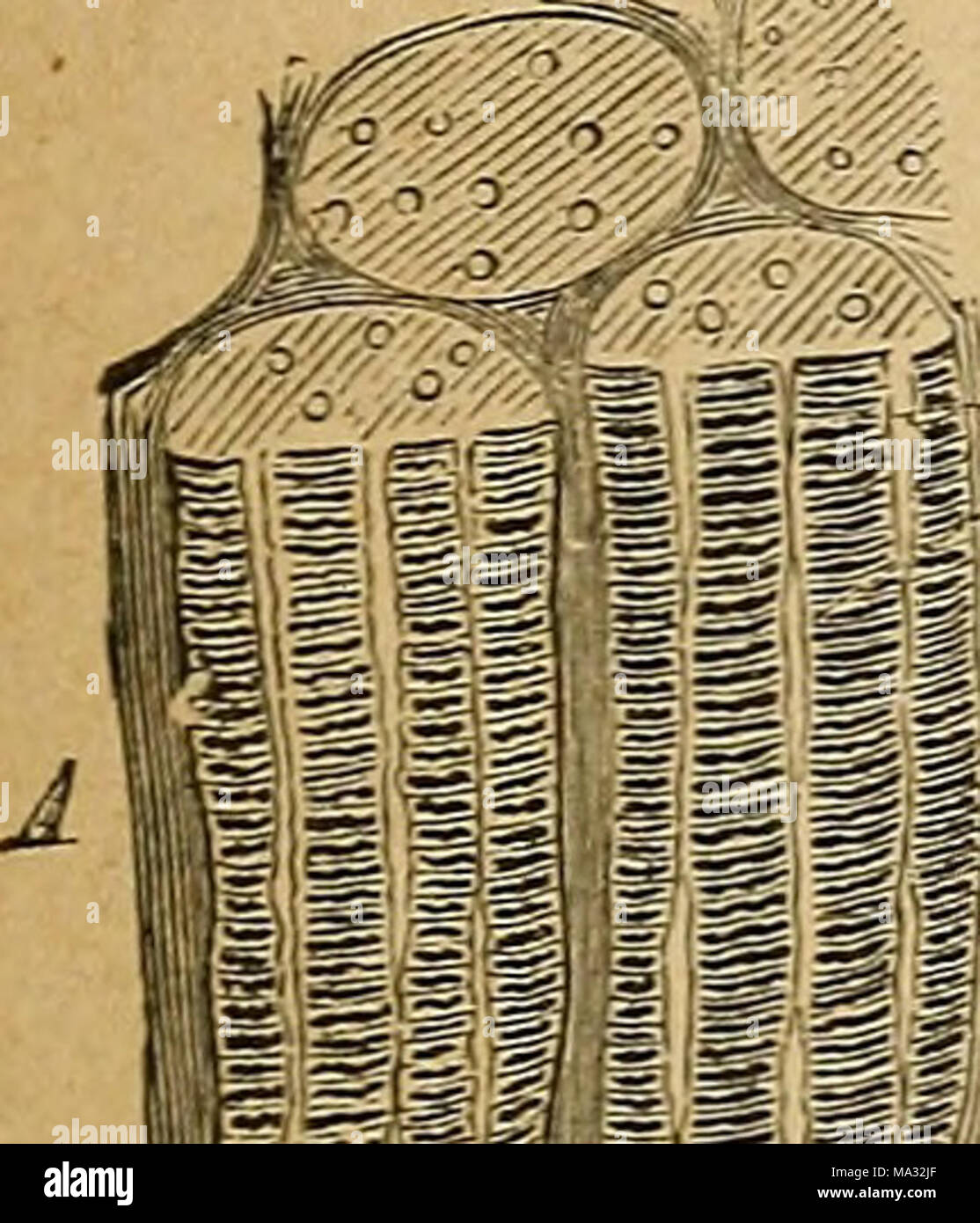 . Worte © Anforderungen d'anatomie Physiologie et de gÃ©nitale et obstÃ ...