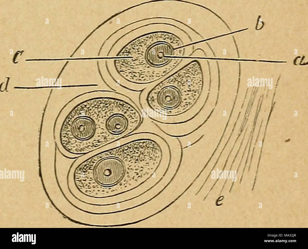 . Worte © Anforderungen d'anatomie Physiologie et de gÃ©nitale et obstÃ ...