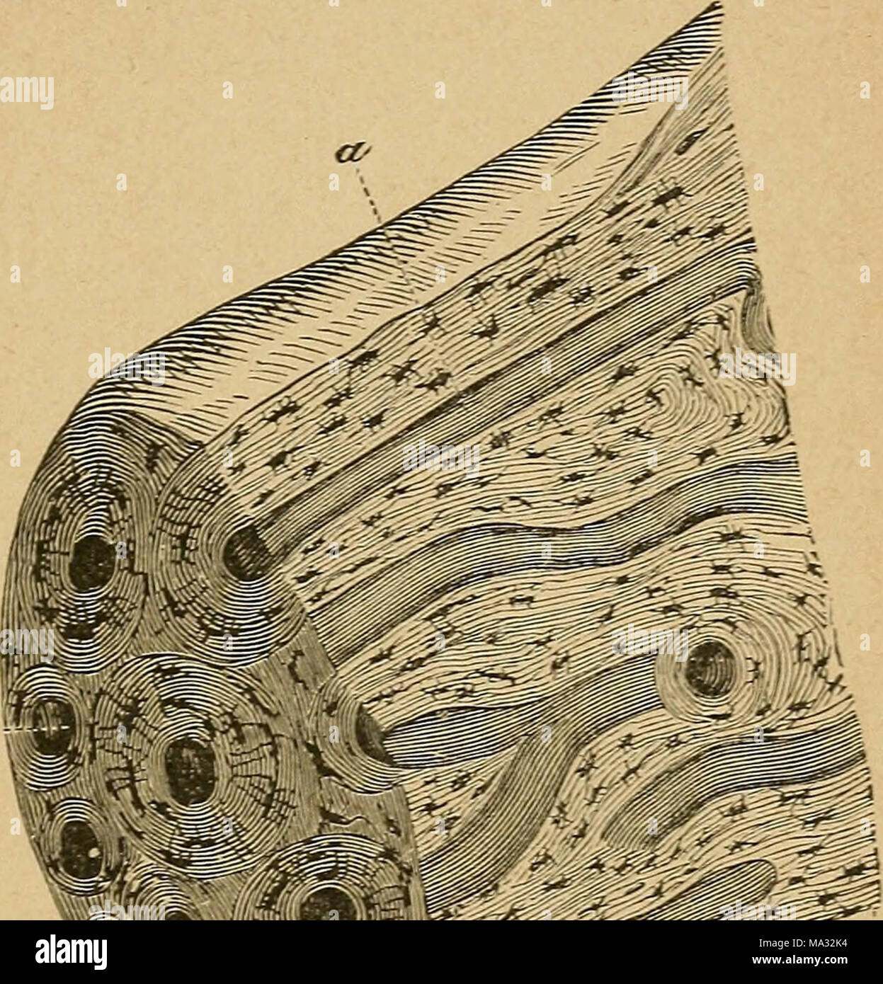 . Worte © Anforderungen d'anatomie Physiologie et de gÃ©nitale et obstÃ ...