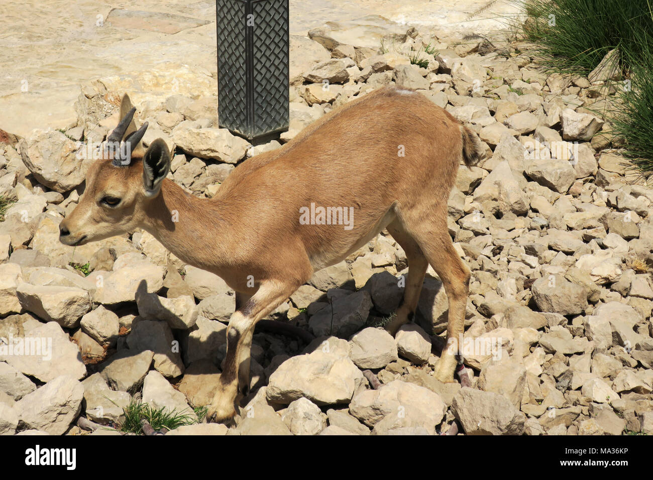 Steinbock wilde ziege -Fotos und -Bildmaterial in hoher Auflösung – Alamy