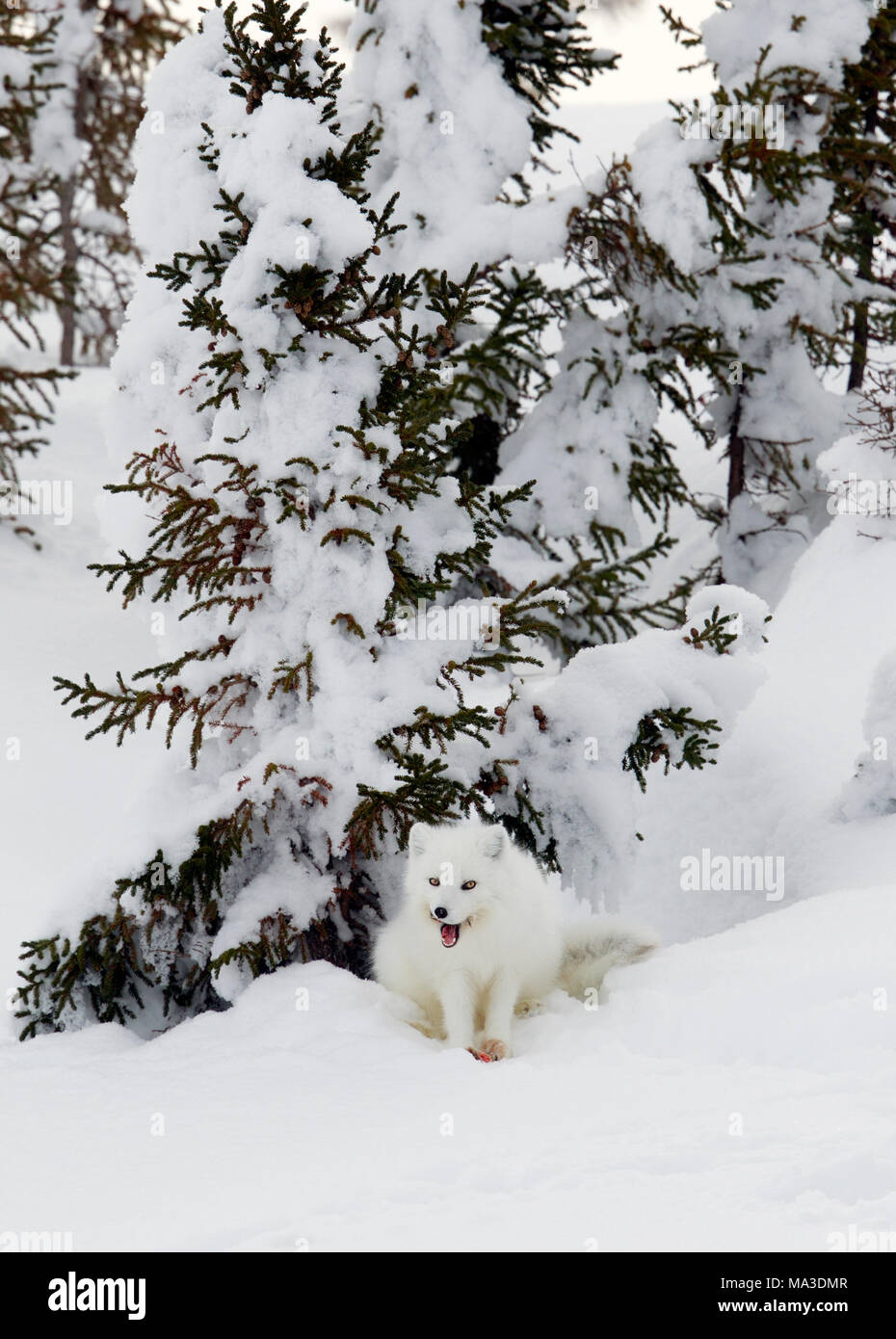 Fuchs Park Stockfotos und -bilder Kaufen - Alamy