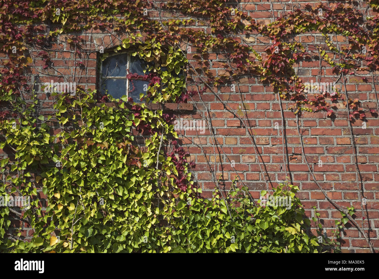 Efeu verkleidet wand -Fotos und -Bildmaterial in hoher Auflösung – Alamy