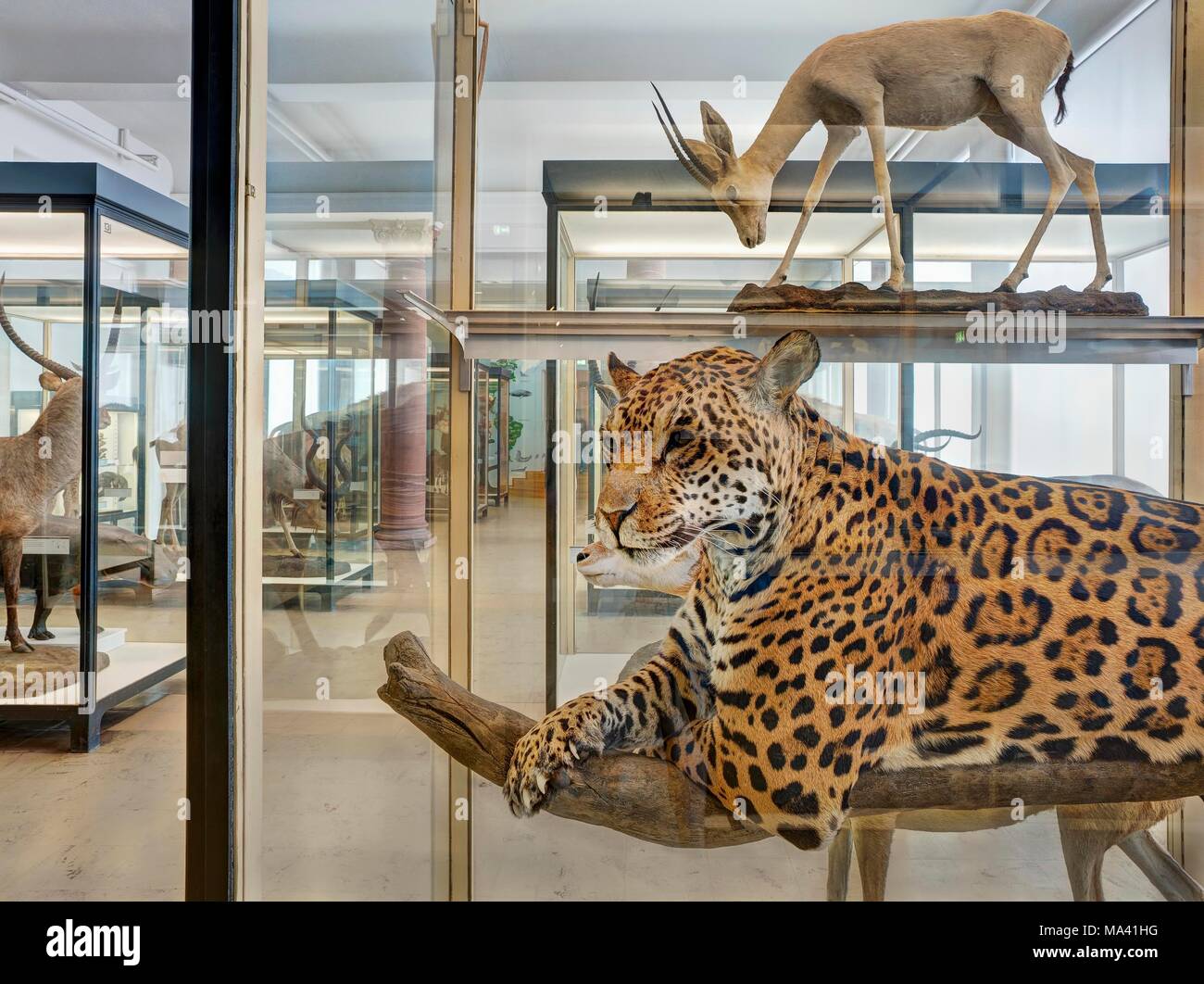 Senckenbergmuseum, Gazellen und Leopard, Jäger und Beute, Frankfurt am ...