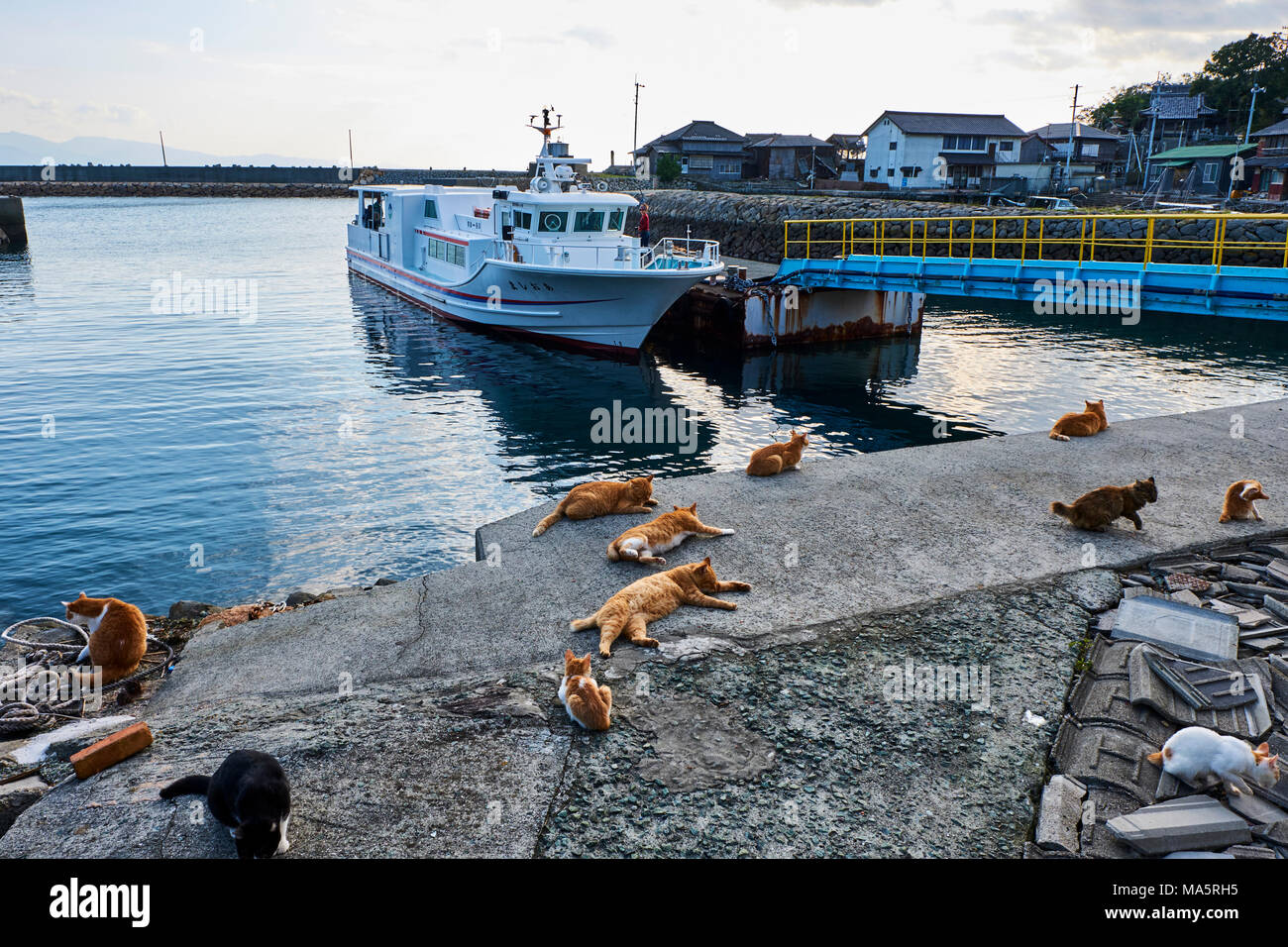 Japon, Île de Shikoku, Préfecture d'Ehime, Île d'Aoshima, l'Ile aux ...
