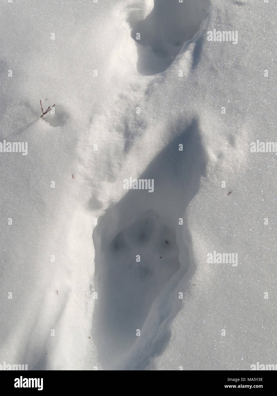 Luchs spuren in schnee -Fotos und -Bildmaterial in hoher Auflösung – Alamy