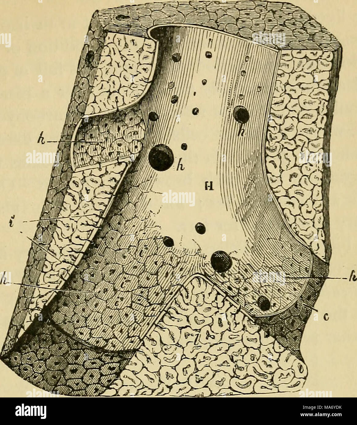 Longitudinally divided -Fotos und -Bildmaterial in hoher Auflösung – Alamy