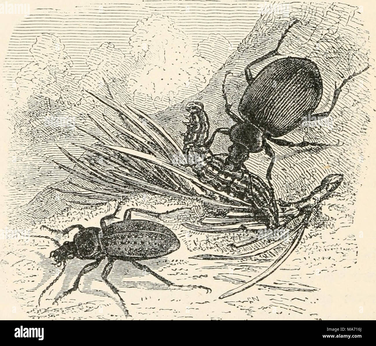 Calosoma sp -Fotos und -Bildmaterial in hoher Auflösung – Alamy