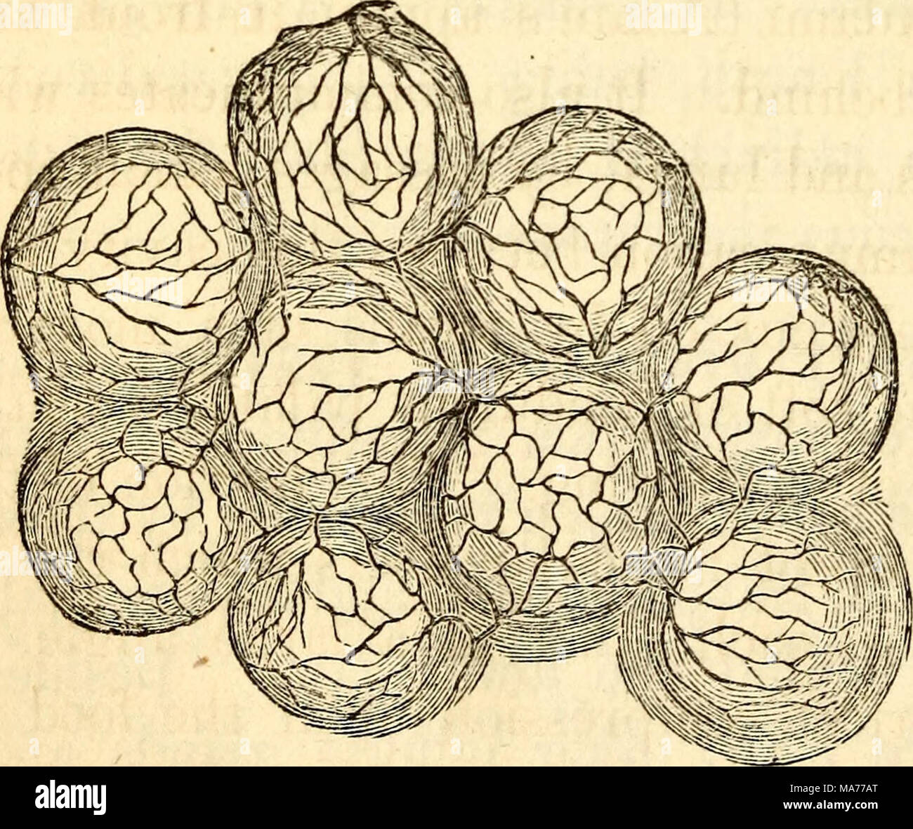 . Elementare Anatomie und Physiologie: für Hochschulen, Akademien und ...