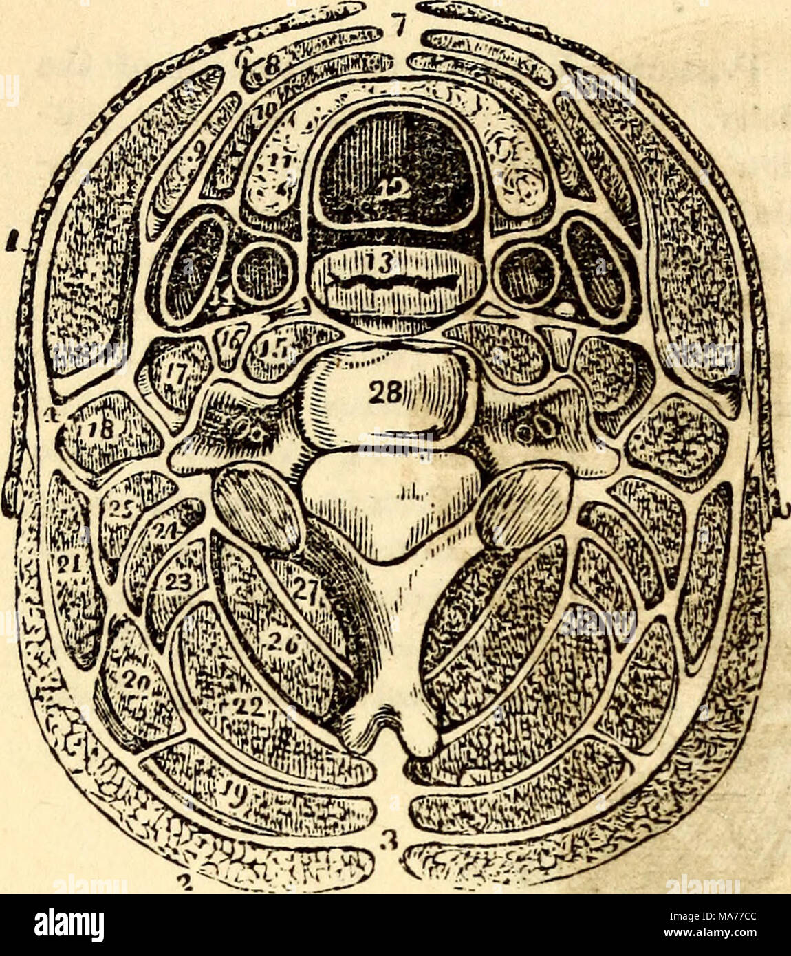 Ligamentum nuchae -Fotos und -Bildmaterial in hoher Auflösung – Alamy
