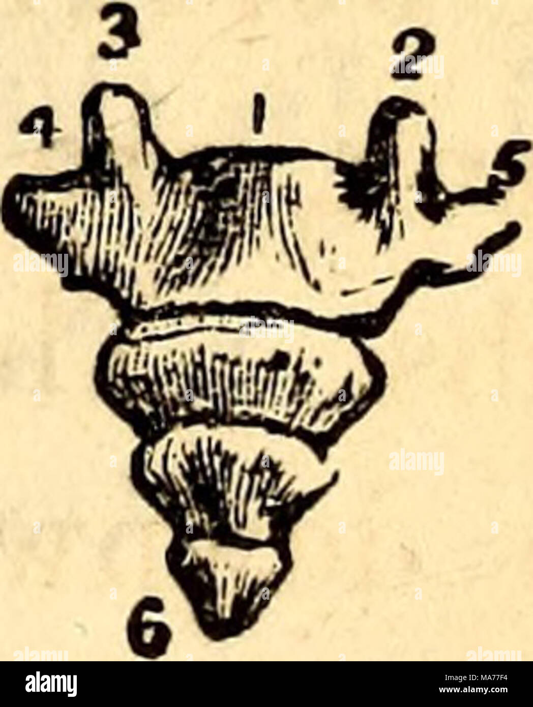 . Elementare Anatomie und Physiologie: für Hochschulen, Akademien und ...