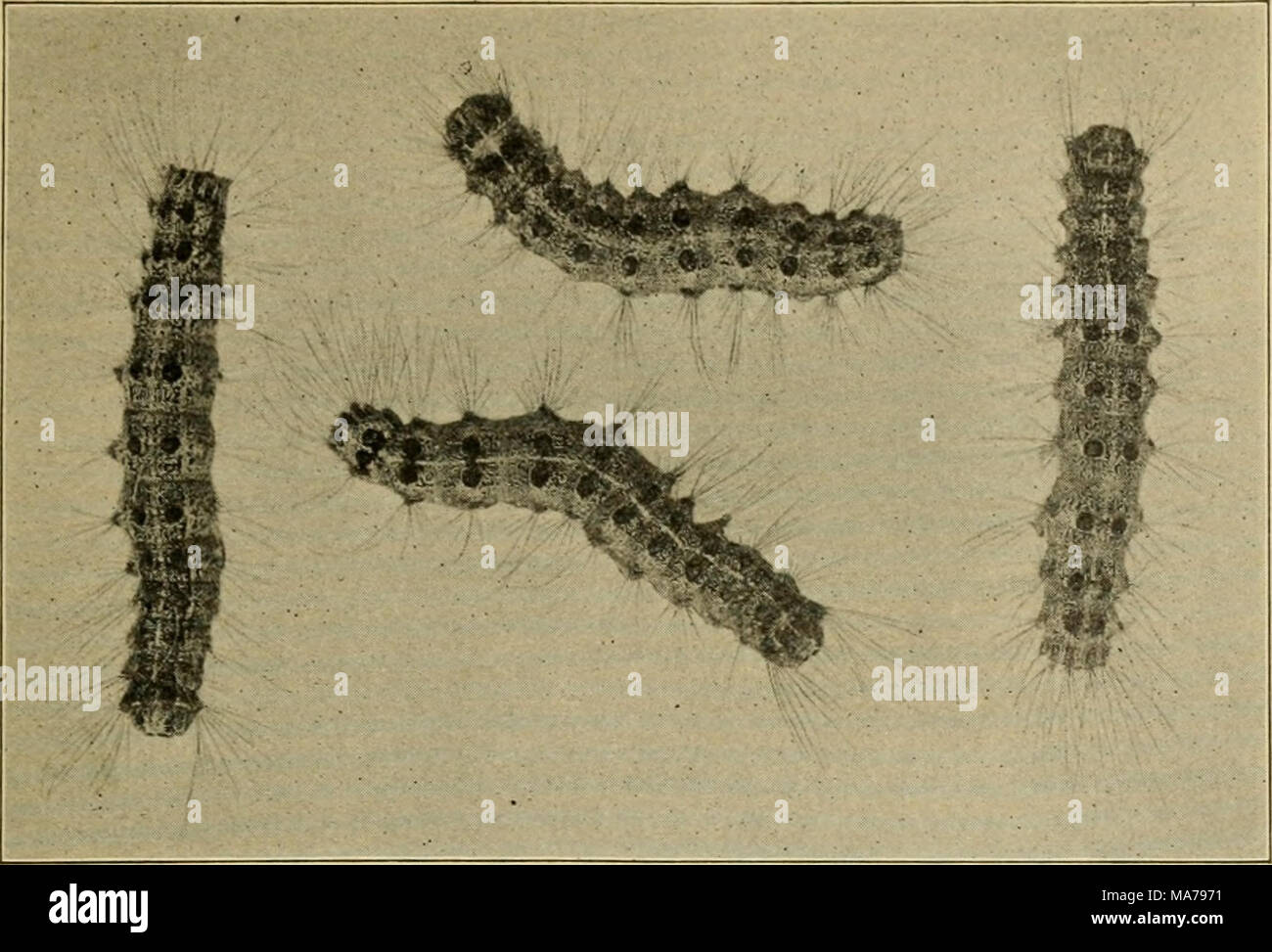 Strong flyers -Fotos und -Bildmaterial in hoher Auflösung – Alamy