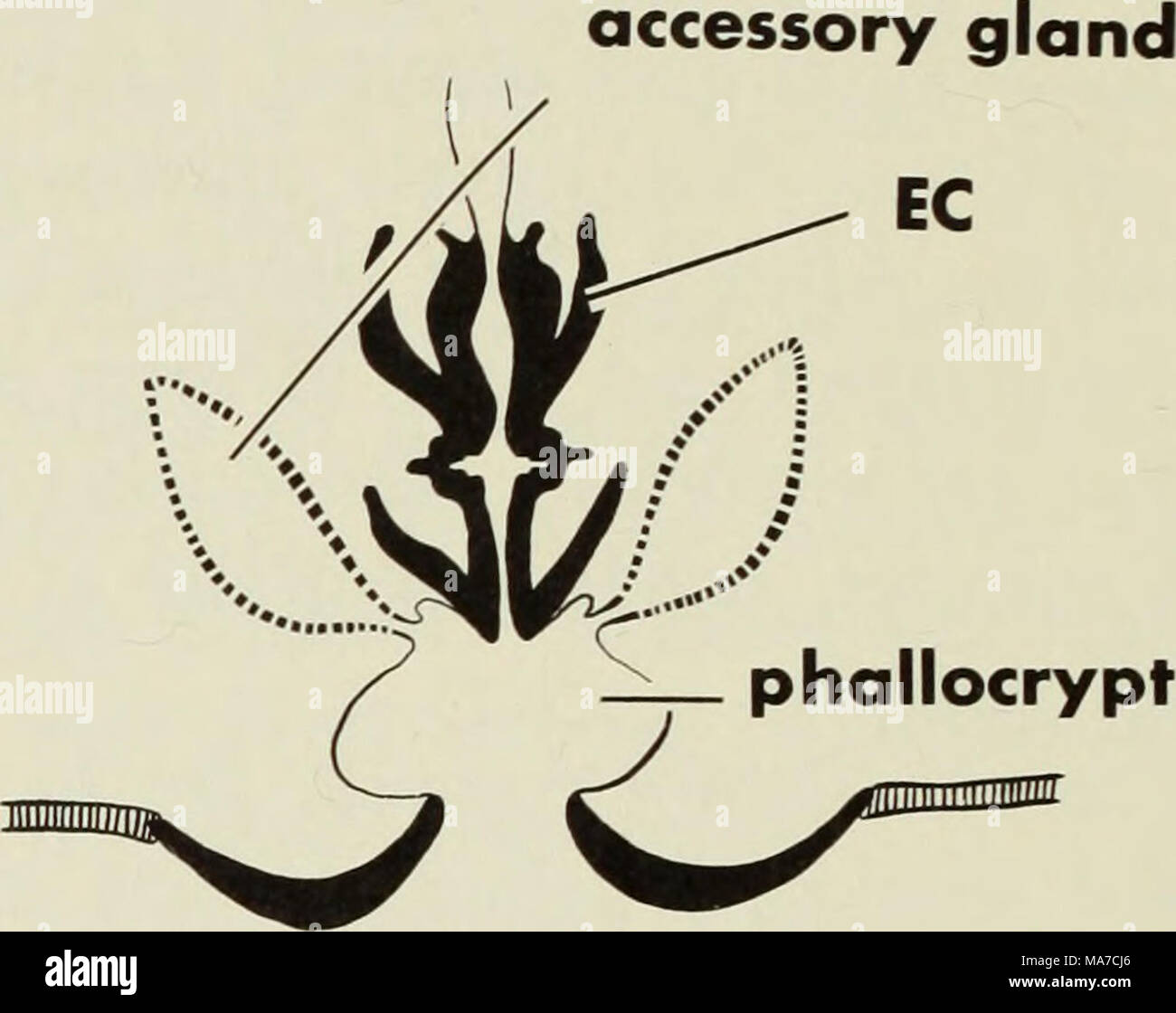 Ductus ejaculatorius -Fotos und -Bildmaterial in hoher Auflösung – Alamy