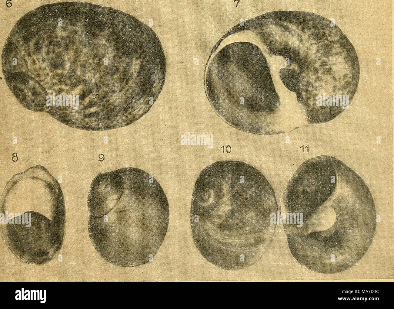 Natica millepunctata -Fotos und -Bildmaterial in hoher Auflösung – Alamy