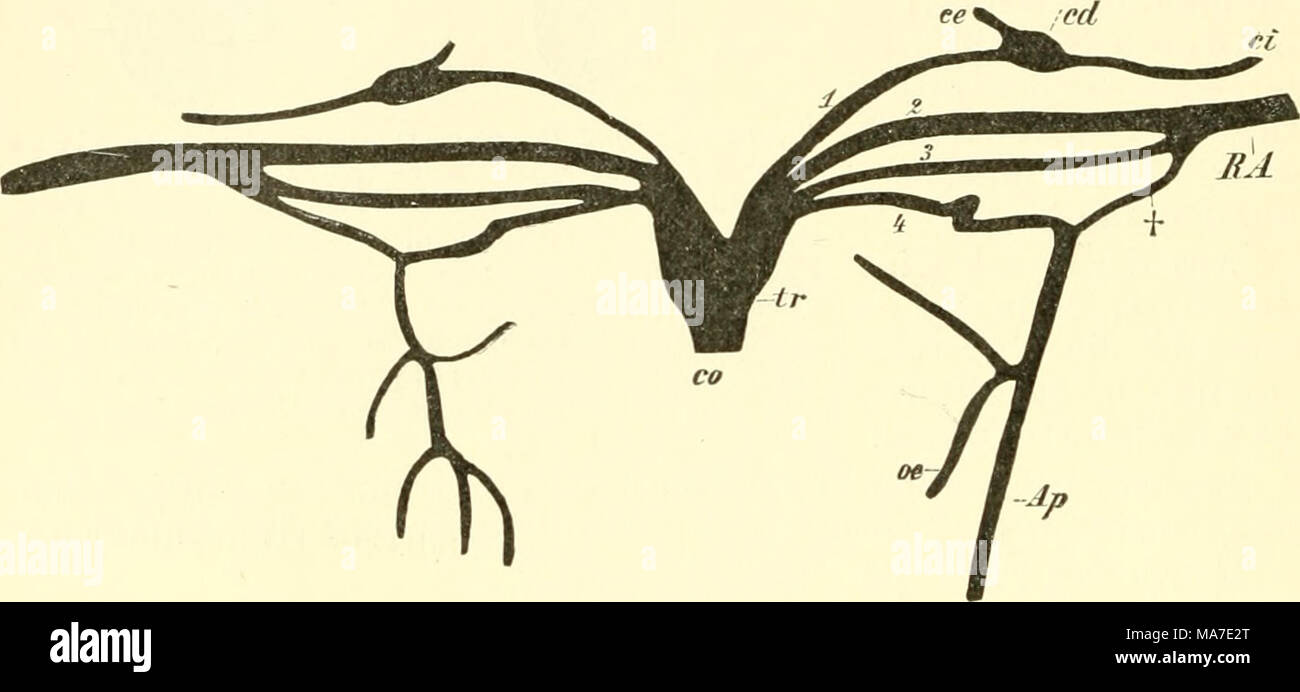 Truncus pulmonalis -Fotos und -Bildmaterial in hoher Auflösung – Alamy