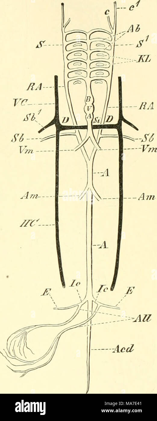 Arteria Iliaca Communis Stockfotos und -bilder Kaufen - Alamy