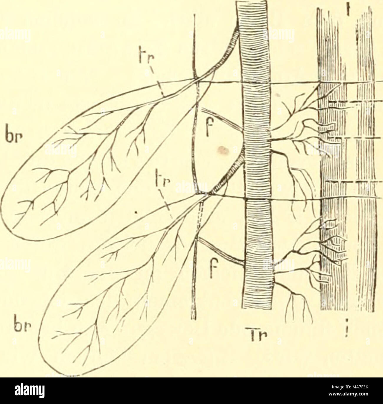 . Einführung in die Kenntnis der Kämpfen. Schematisch / Palmen. br ...