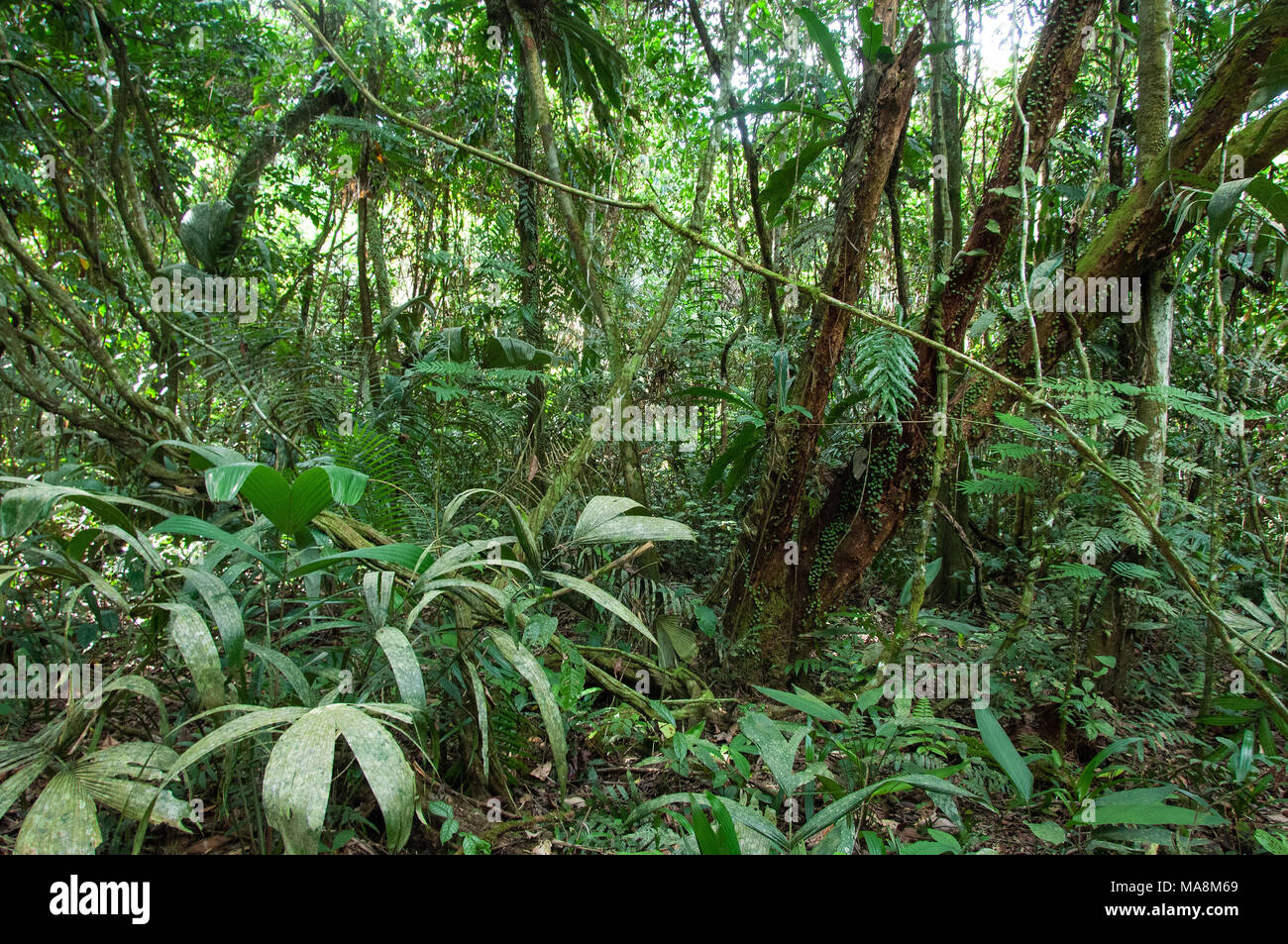 Amazonas regenwald amazonas region -Fotos und -Bildmaterial in hoher ...