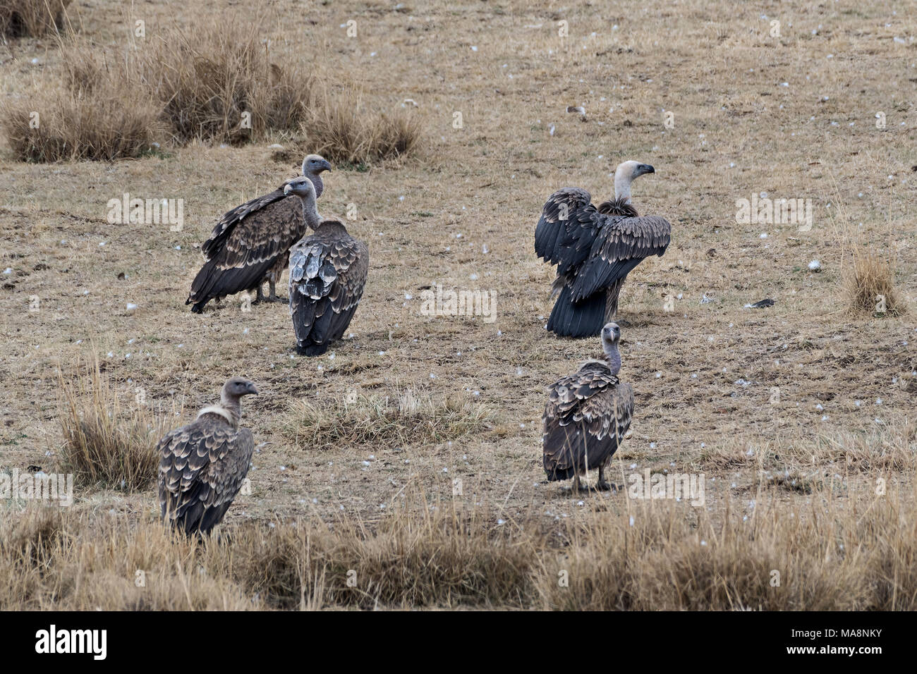 Geier im gras -Fotos und -Bildmaterial in hoher Auflösung – Alamy