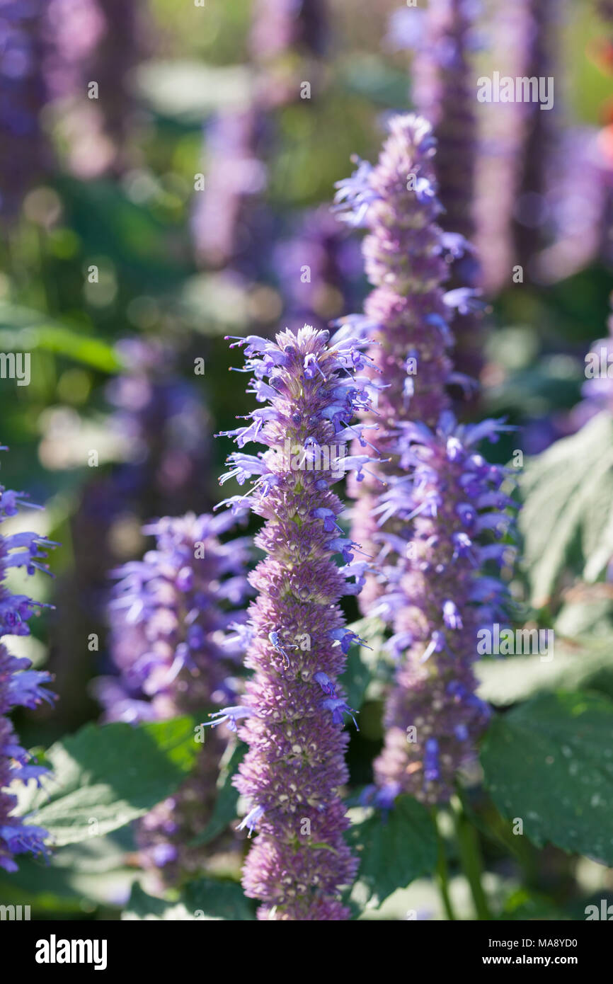 Sibirisk kransveronika -Fotos und -Bildmaterial in hoher Auflösung – Alamy