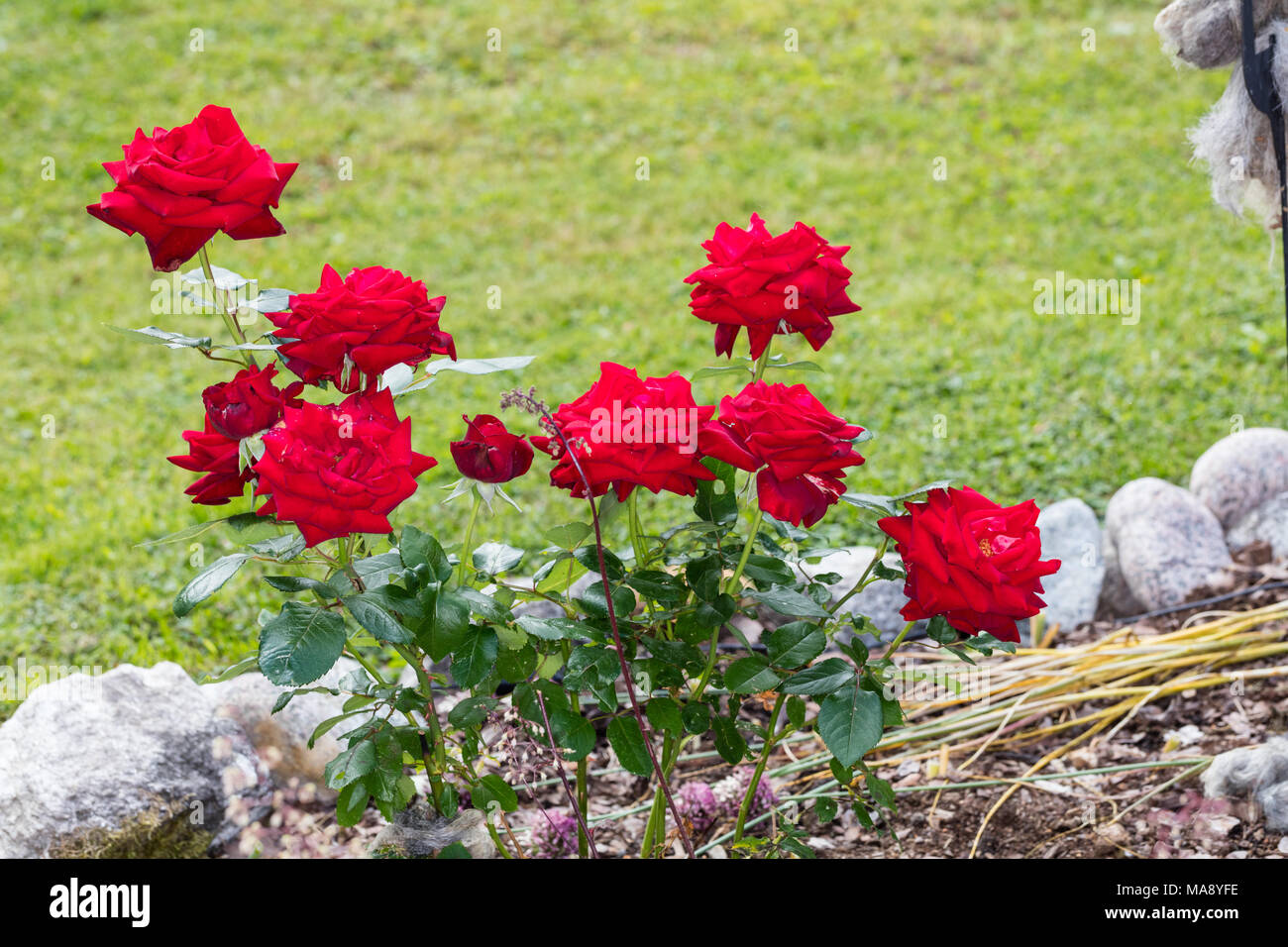 Ingrid bergman rose -Fotos und -Bildmaterial in hoher Auflösung – Alamy