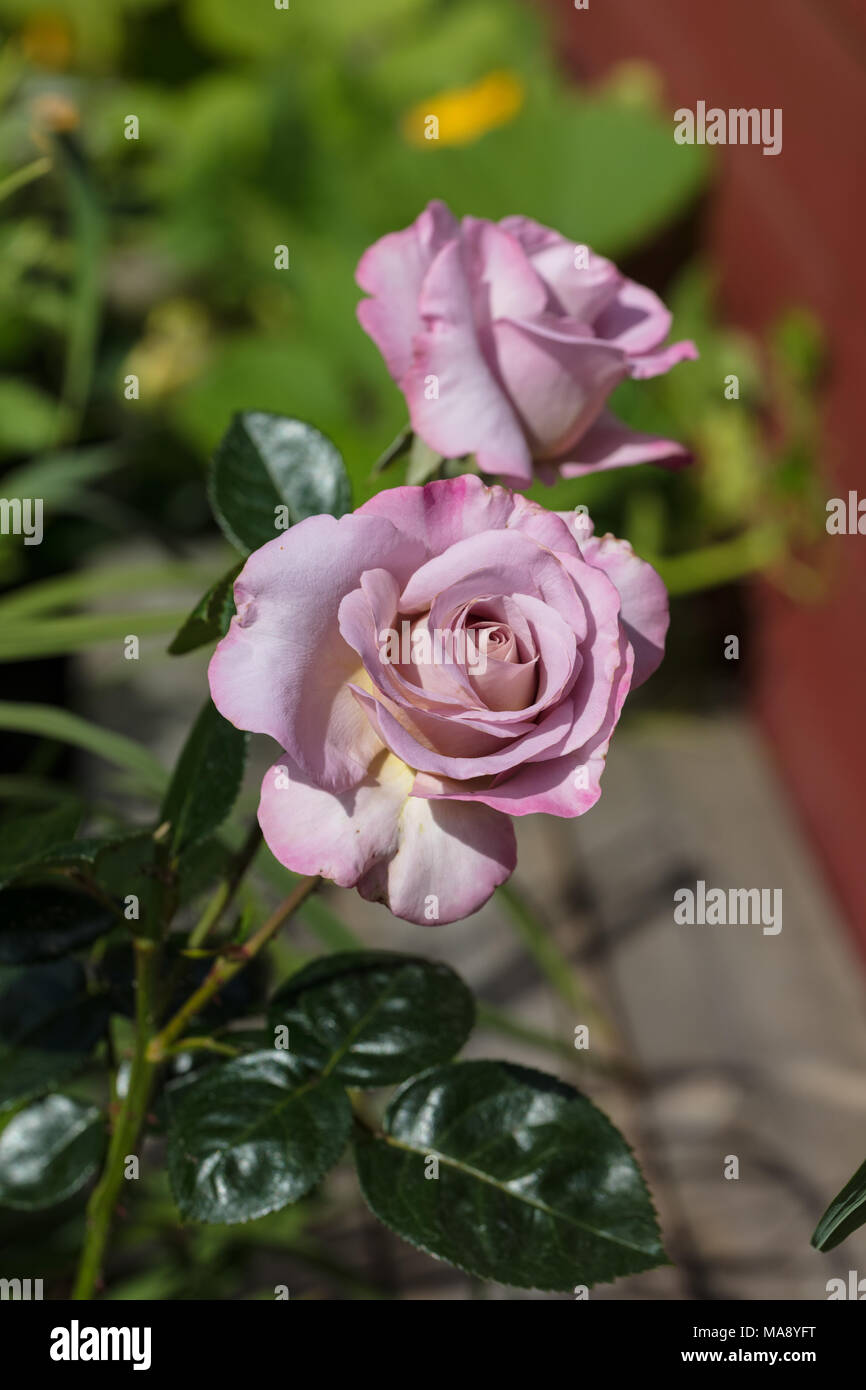 Walzer der blumen -Fotos und -Bildmaterial in hoher Auflösung – Alamy