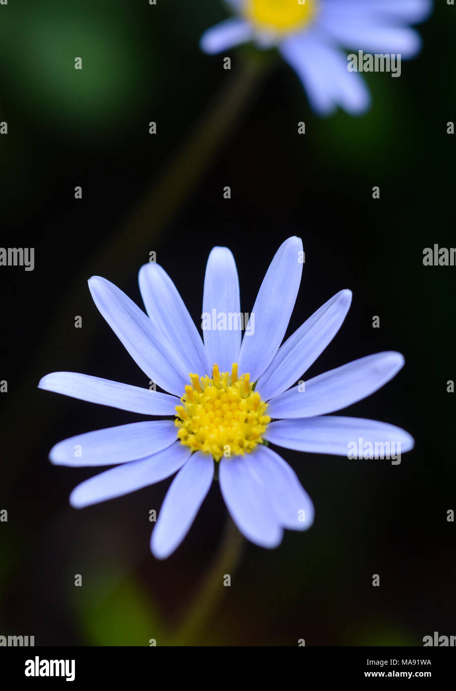 Blaue felicia -Fotos und -Bildmaterial in hoher Auflösung – Alamy
