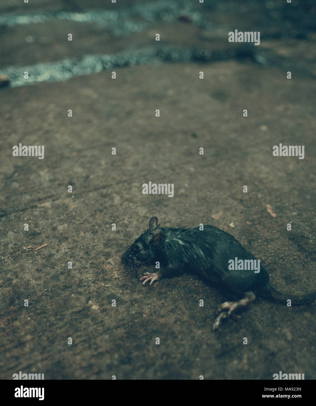 Nasse ratte -Fotos und -Bildmaterial in hoher Auflösung – Alamy