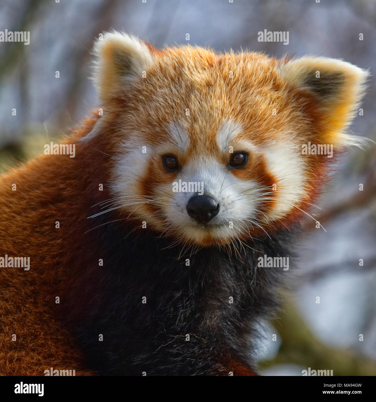 Süßer Panda Stockfotos & Süßer Panda Bilder - Alamy