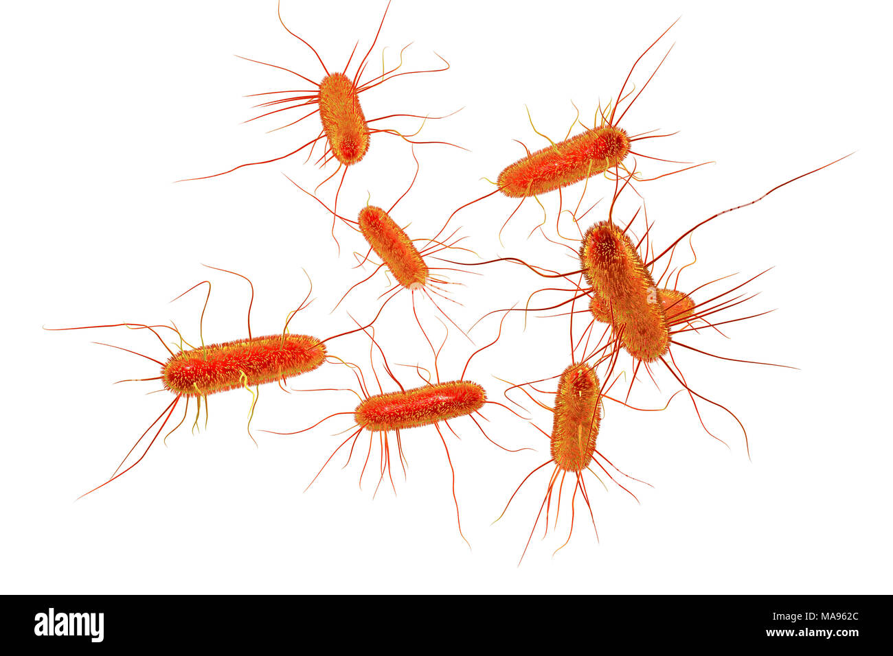 Pili Bacteria Stockfotos und -bilder Kaufen - Alamy