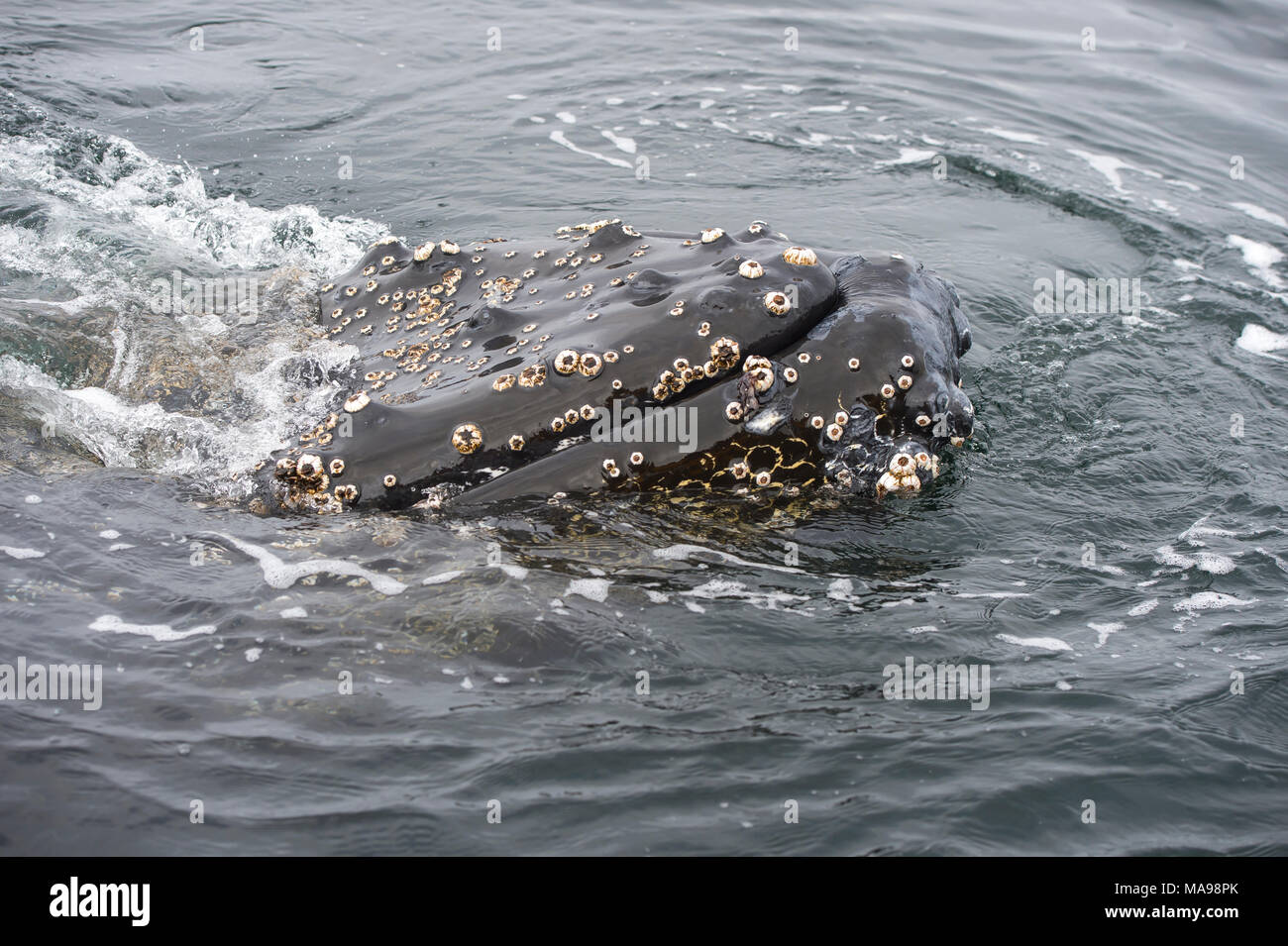 Buckelwal nah -Fotos und -Bildmaterial in hoher Auflösung – Alamy