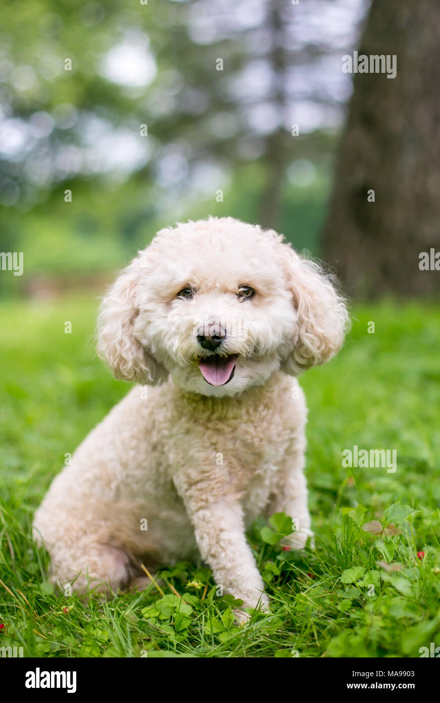Poodle dog -Fotos und -Bildmaterial in hoher Auflösung – Alamy