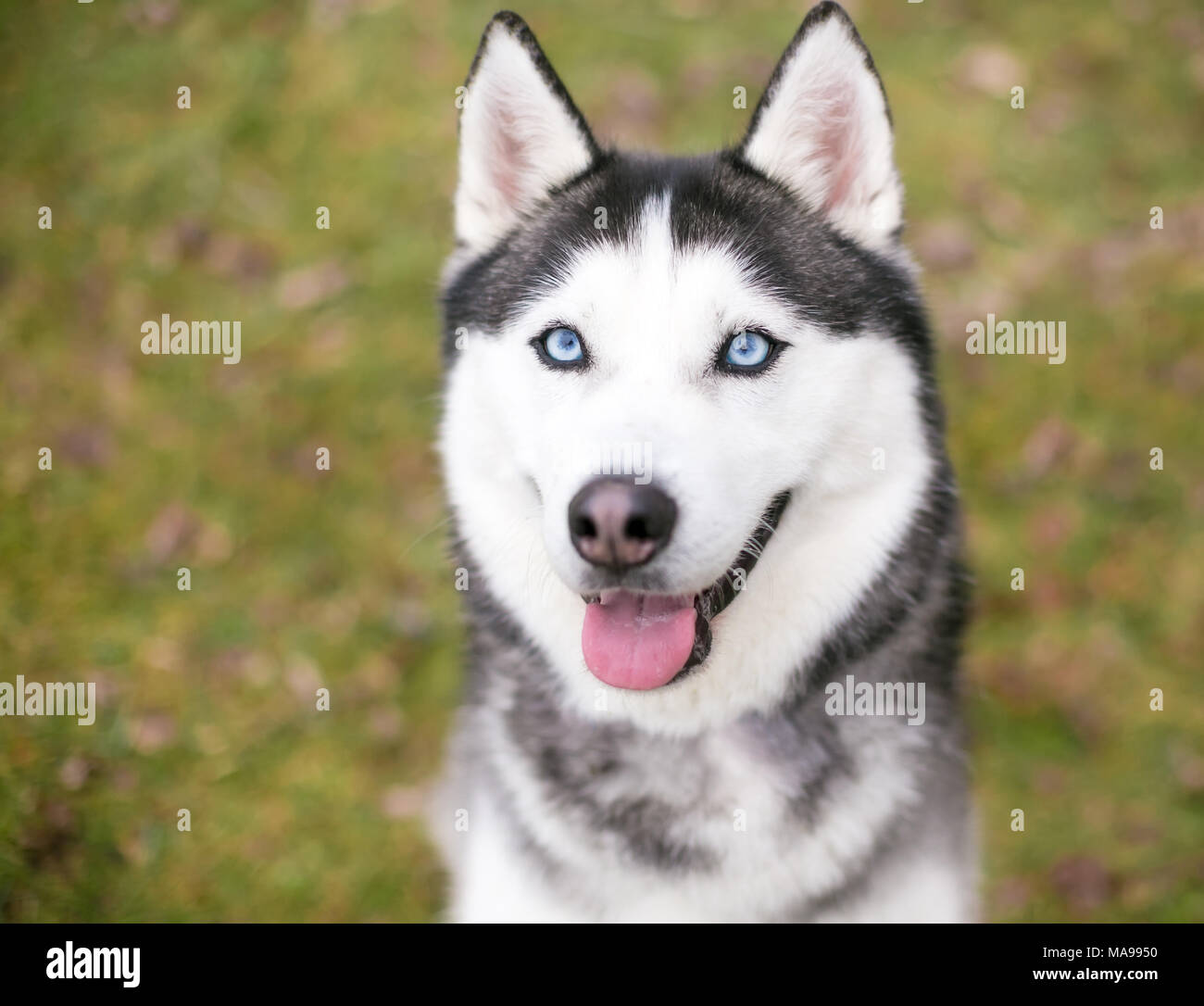 Ein sibirischer Husky Hund im Freien Stockfotografie - Alamy