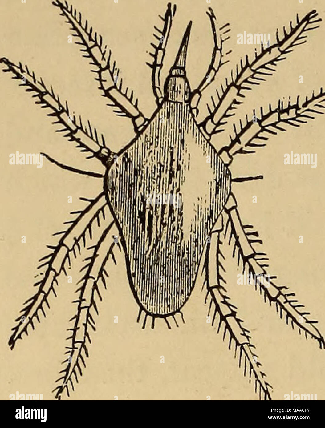 . Ökonomische Entomologie. Eupalus vitellinus. Von Kochs Uberscht ...
