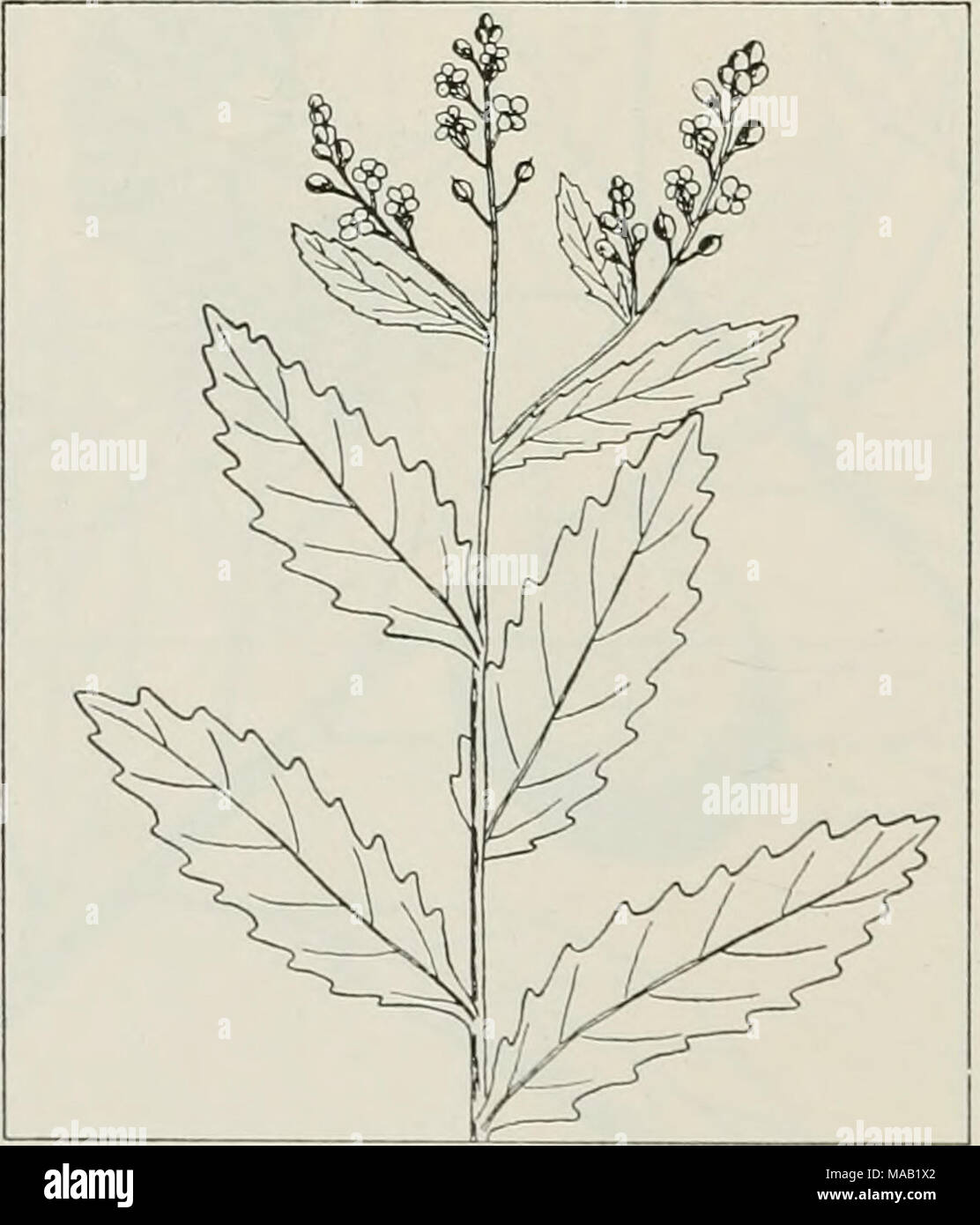 Pyrus malus l -Fotos und -Bildmaterial in hoher Auflösung – Alamy