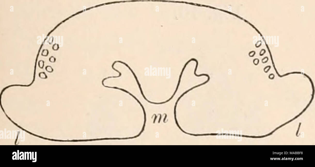 . Dr. H.G. Bronn von Klassen und Ordnungen des Thier-Reichs ...