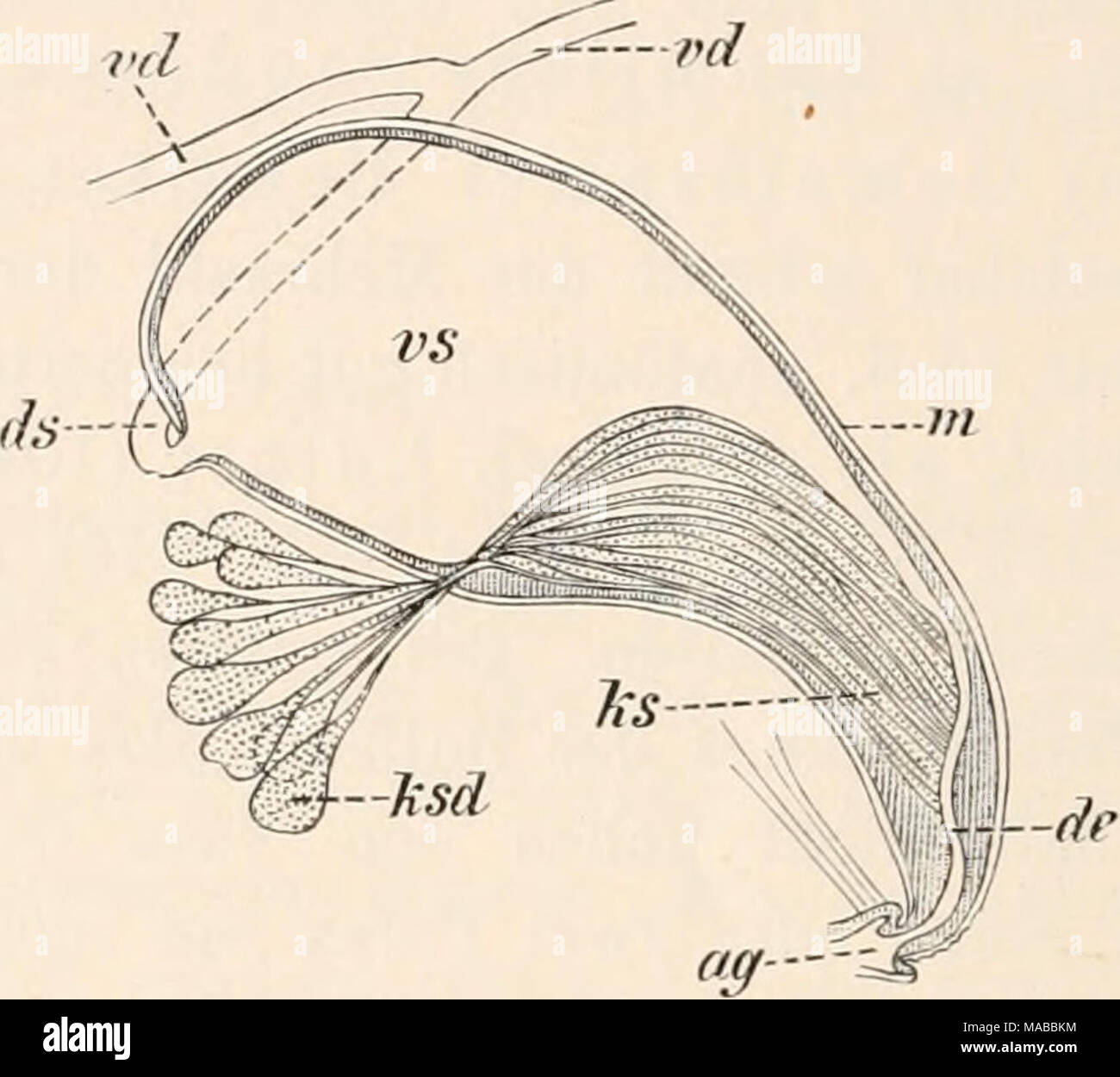 Ductus ejaculatorius -Fotos und -Bildmaterial in hoher Auflösung – Alamy