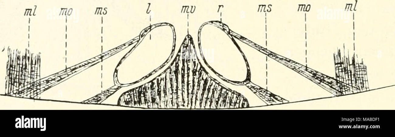 . Dr. H. G. Bronn von Klassen und Ordnungen des Thier-Reichs ...