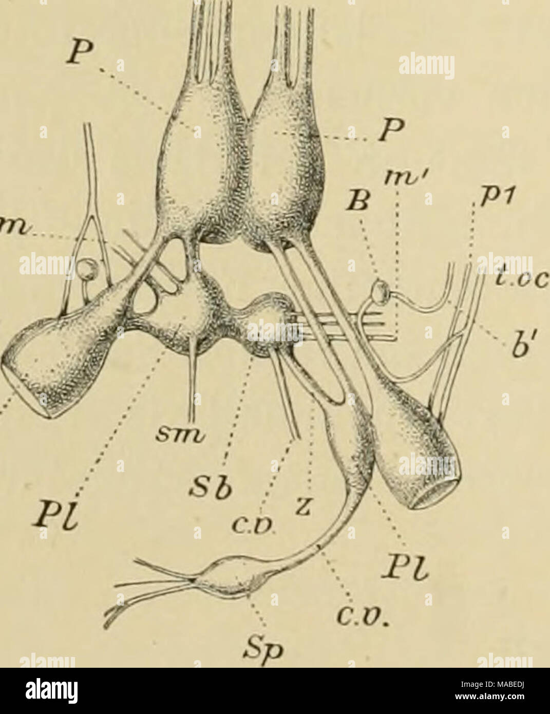 Terebra dimidiata -Fotos und -Bildmaterial in hoher Auflösung – Alamy