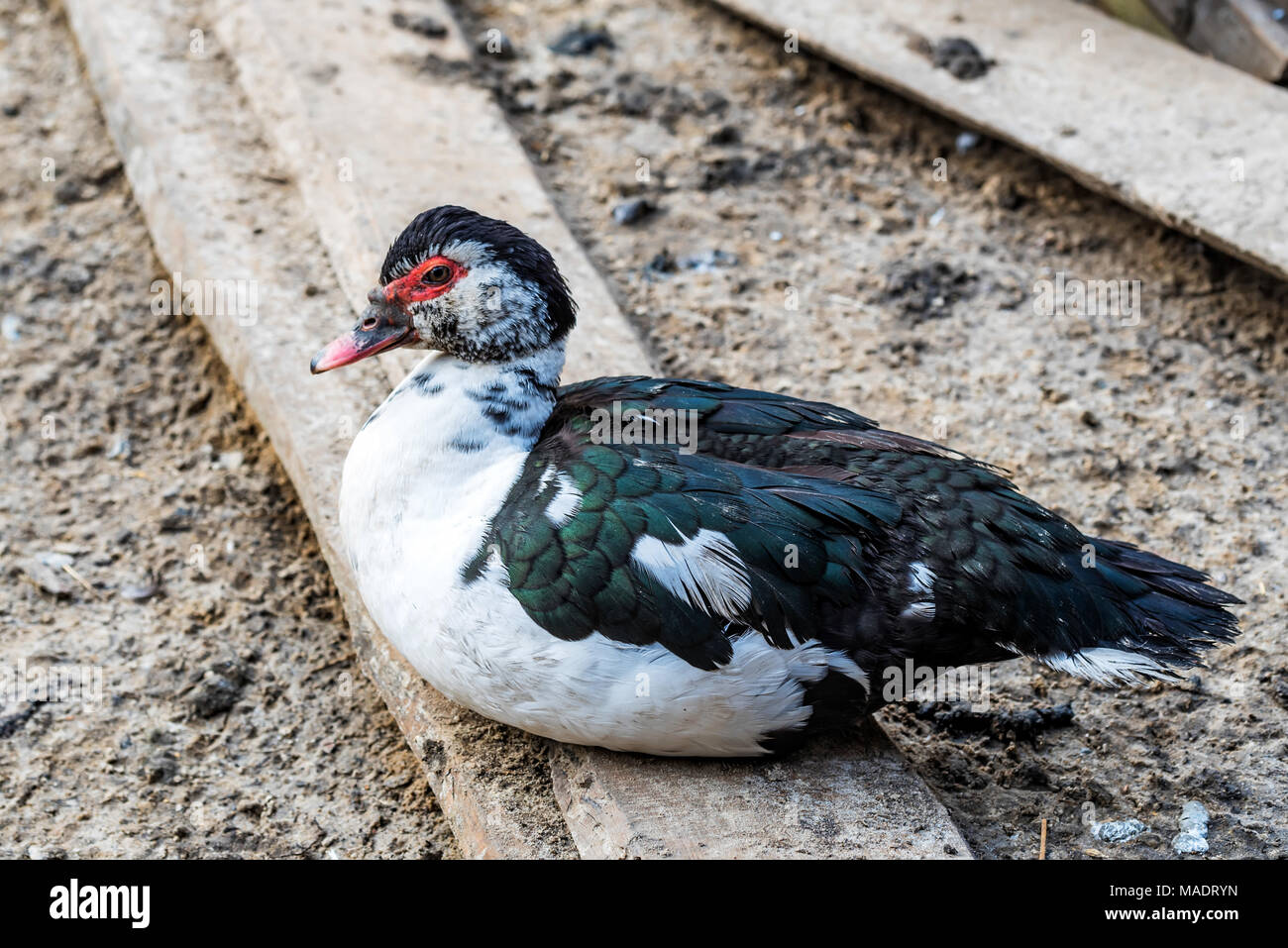 Domestic drake muscovy duck -Fotos und -Bildmaterial in hoher Auflösung ...